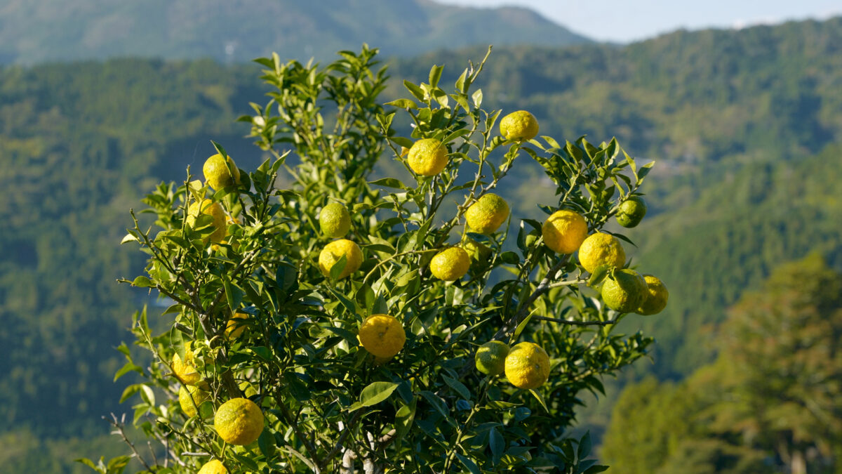 Japanese Spicy Citrus Condiment, better than Wasabi? | Yuzu Kosho ...