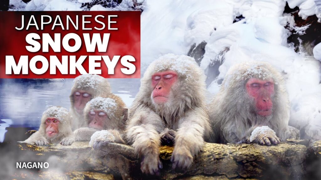 ONLY in JAPAN – Japan from the Inside Out