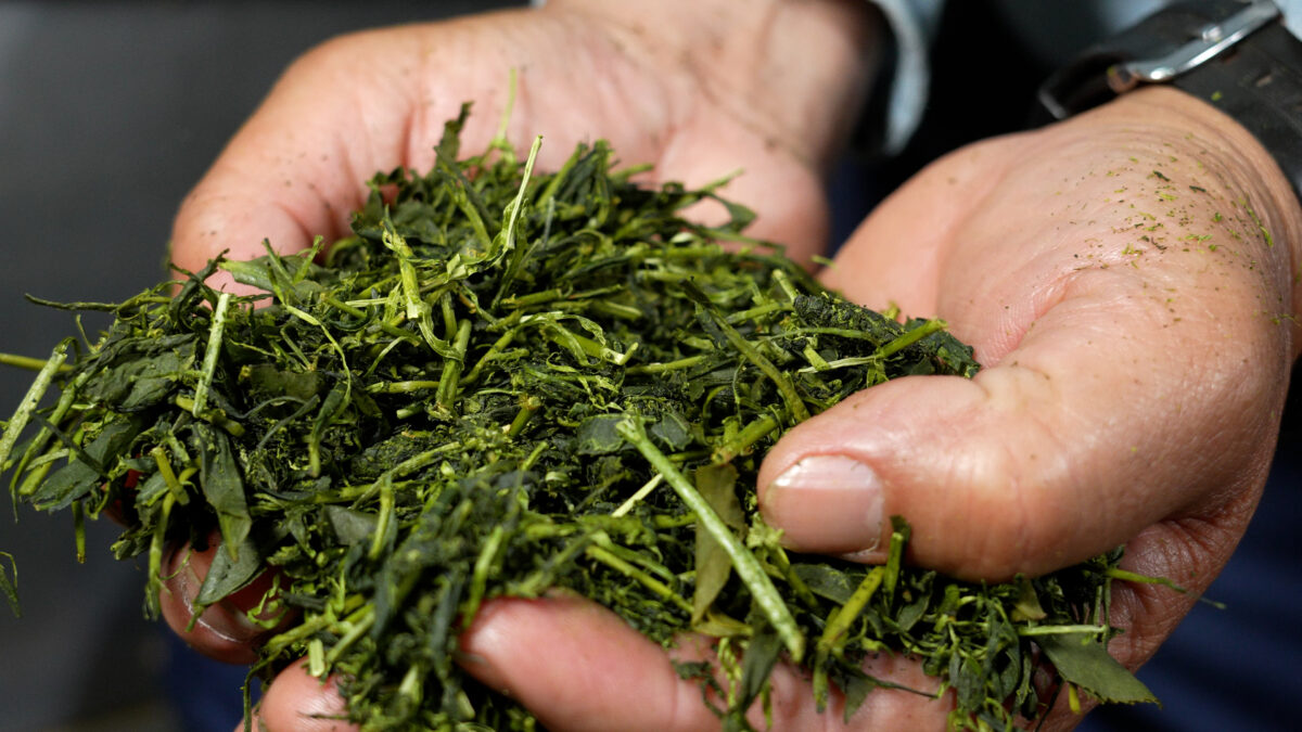 How Japanese GREEN TEA is Made | Farm to Factory - ONLY in JAPAN