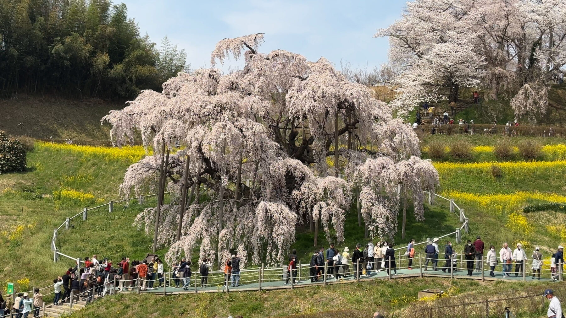 Miharu Takizakura: Japan's 1000-Year-Old Cherry Blossom Tree - ONLY in ...