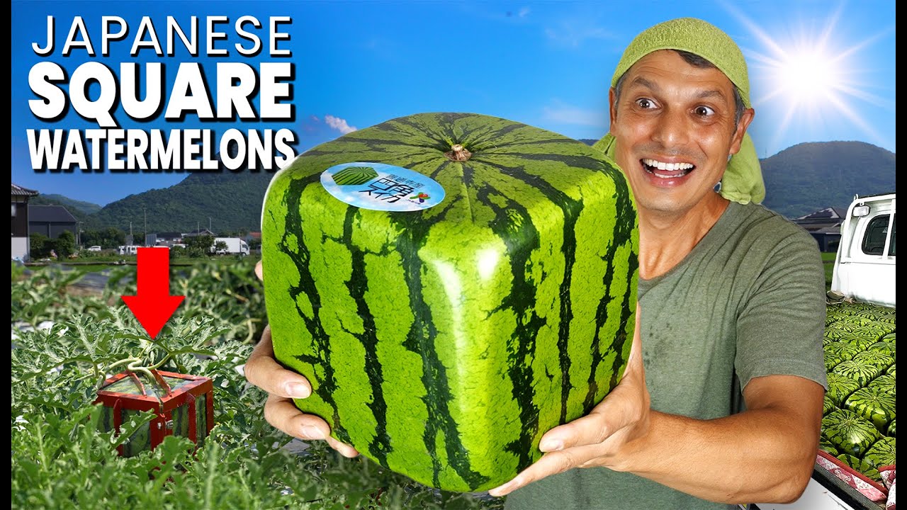 How Japanese Grow & Eat YUBARI KING MELONS | Farm to Table Adventure ...